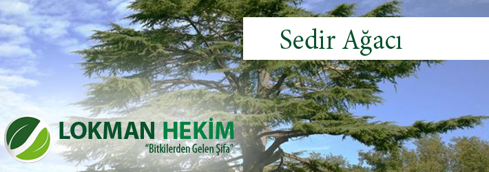Sedir Ağacı, Sarı Katran Ağacı - Lokman Hekim Sitesi